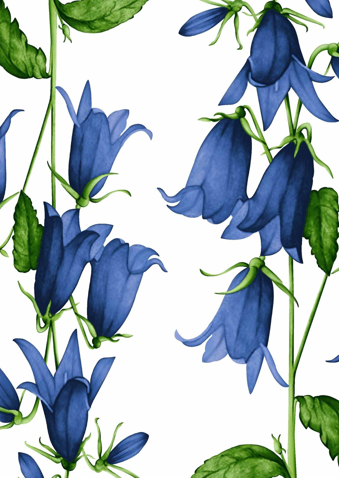 Blue Bell Flower White